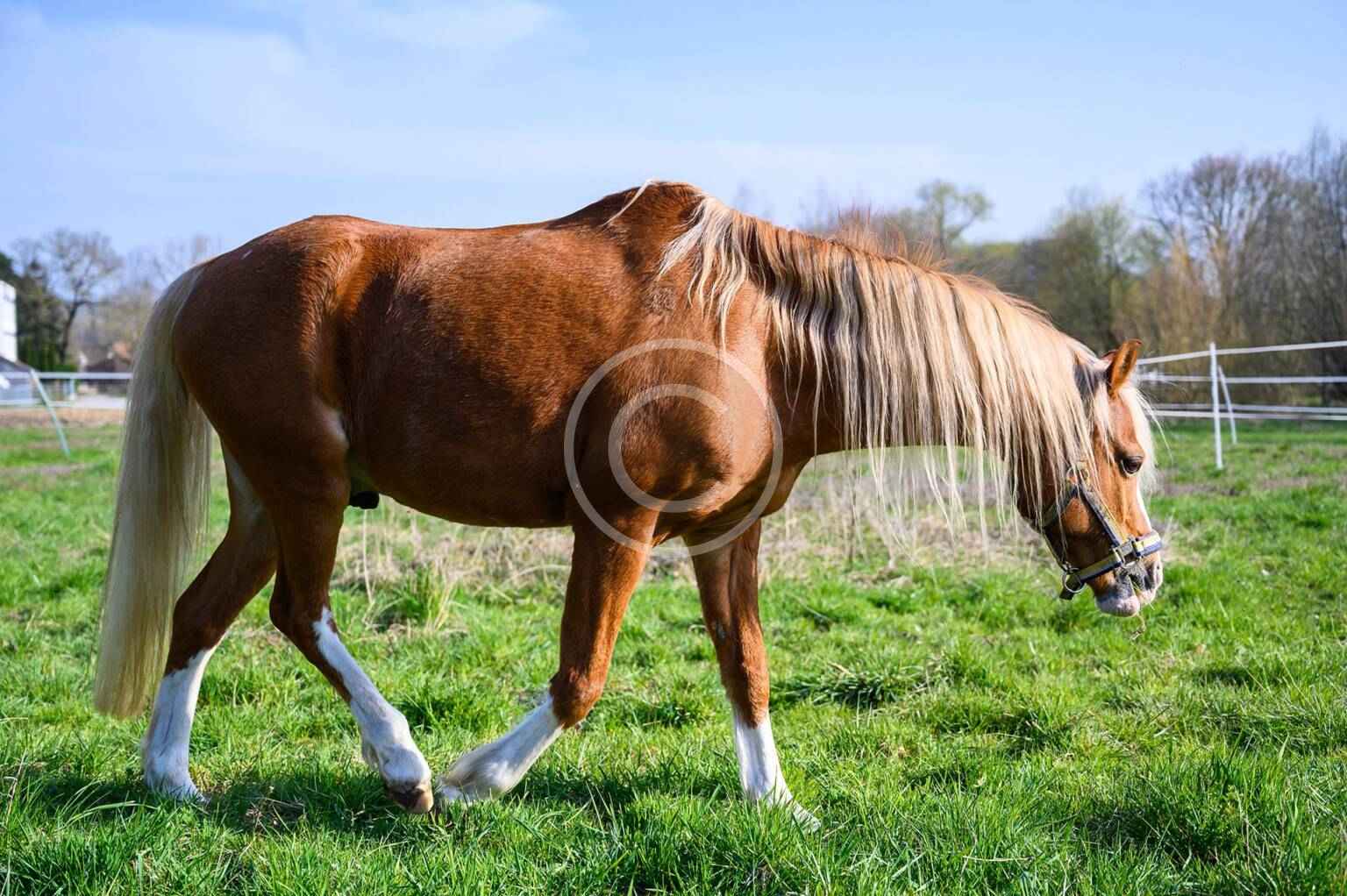 Amazing photos of rare and exotic horse breeds – G&S Marina Outfitters